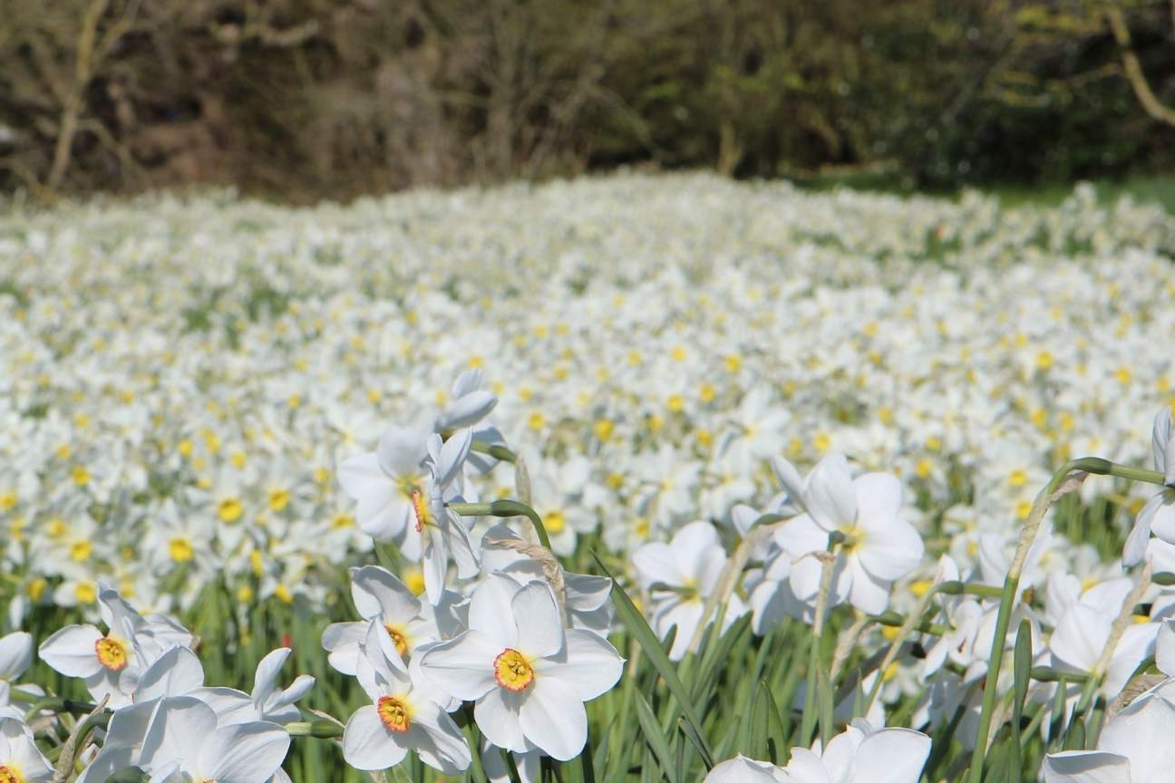 Spring time in Northumberland - Little Hideaways
